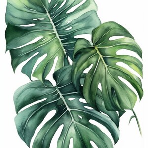 100 Watercolour Monstera Jungle Leaves, Digital Downloads, Tropical ...