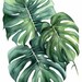 100 Watercolour Monstera Jungle Leaves, Digital Downloads, Tropical ...