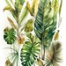 100 Watercolour Monstera Jungle Leaves, Digital Downloads, Tropical ...
