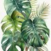 100 Watercolour Monstera Jungle Leaves, Digital Downloads, Tropical ...
