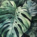 100 Watercolour Monstera Jungle Leaves, Digital Downloads, Tropical ...