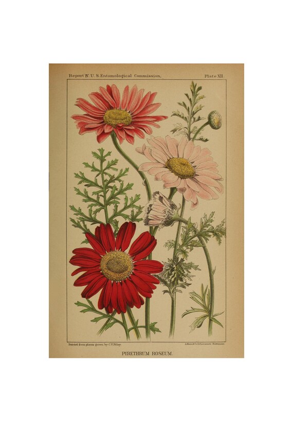 Vintage Botanical Flower Poster - Etsy