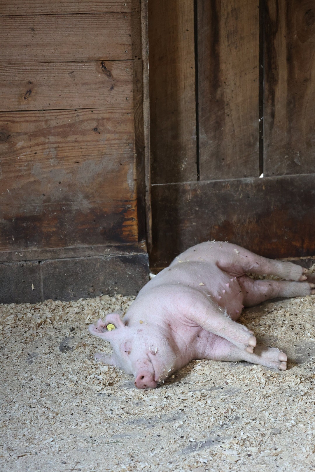 Digital Image of Happy Sleeping Pig - Download to Print/frame - Etsy