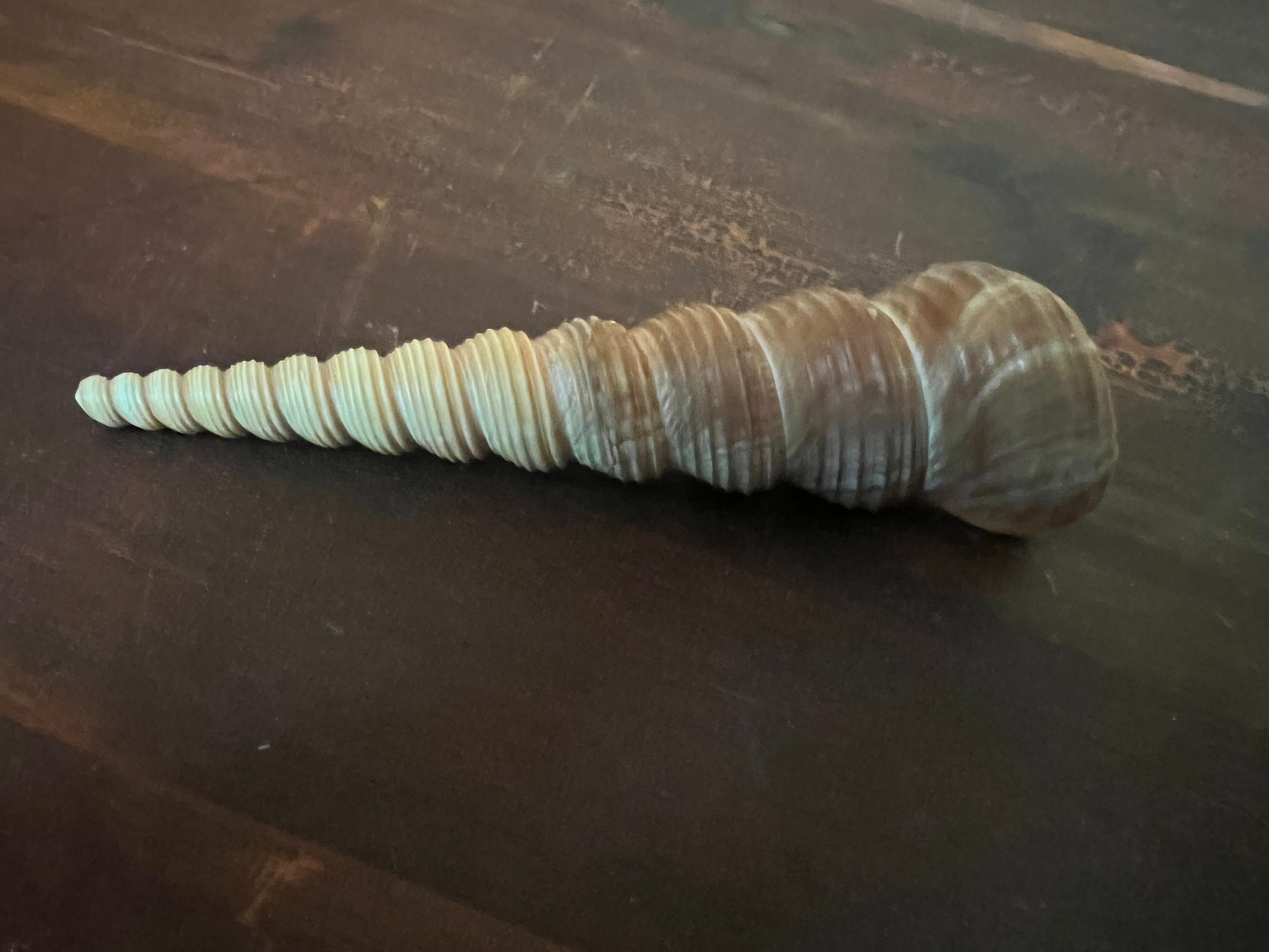 Spiral Pointy Shell - Etsy