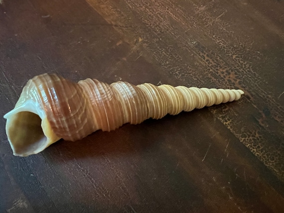 Spiral Pointy Shell - Etsy