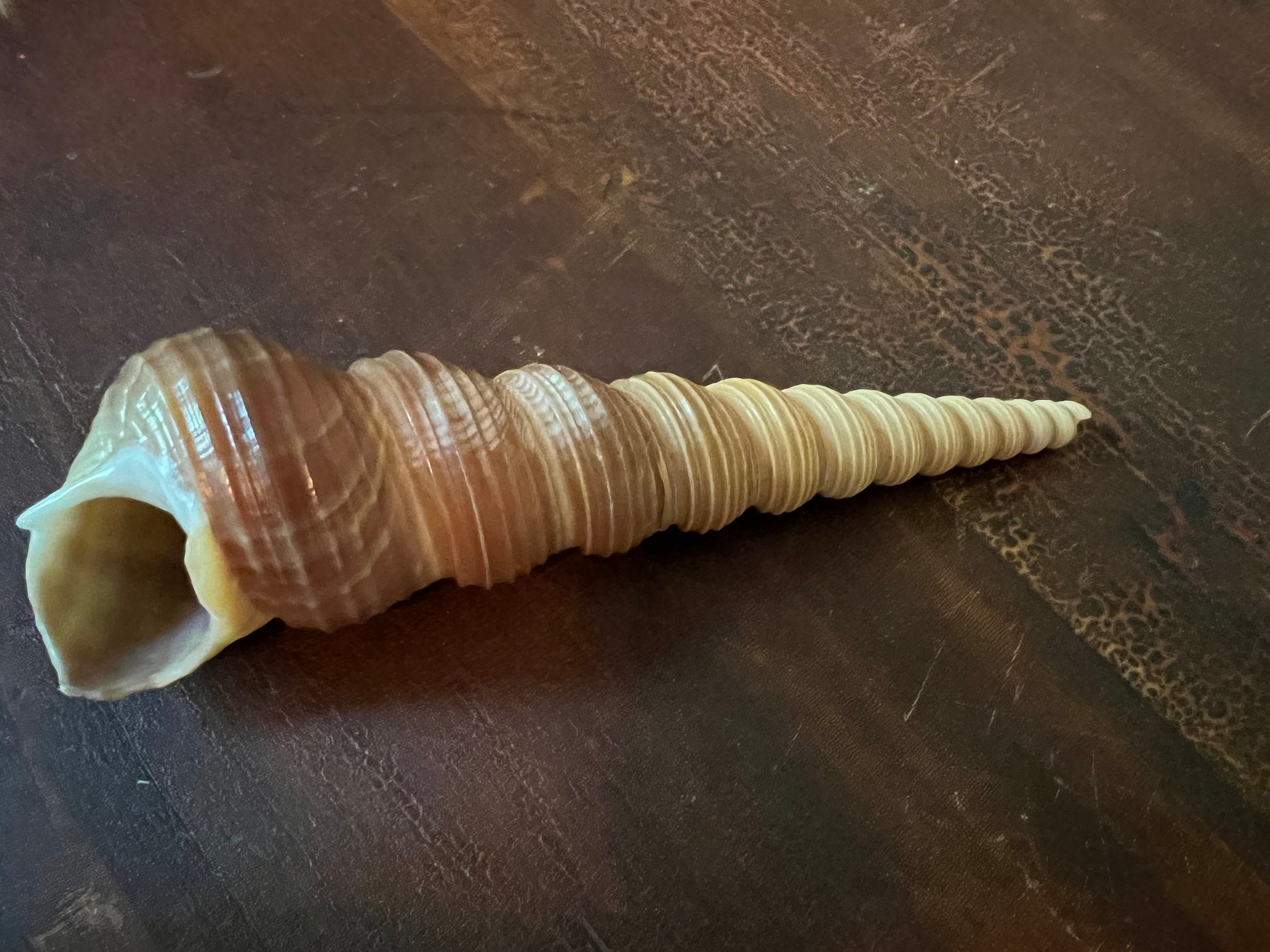 Spiral Pointy Shell - Etsy
