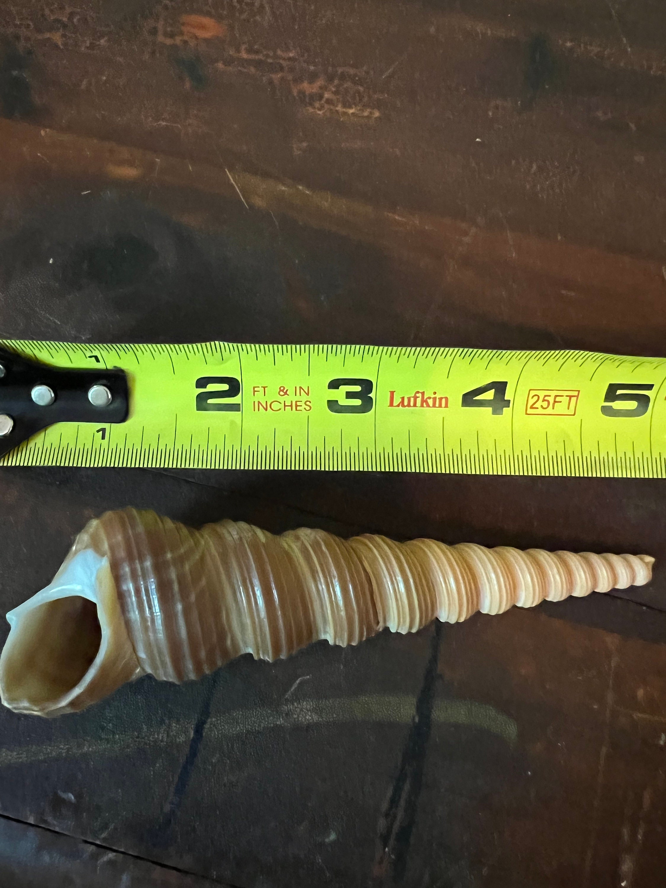 Spiral Pointy Shell - Etsy