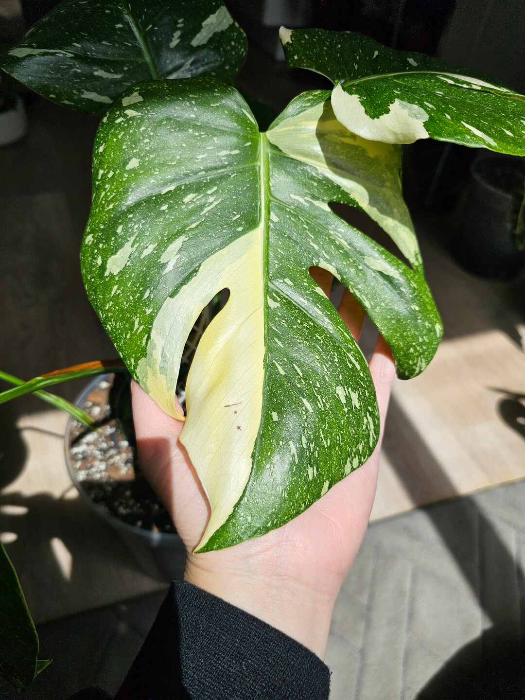 Monstera Thai Constellation Node/aerial Root Cutting W/ 4 Leaves - Etsy