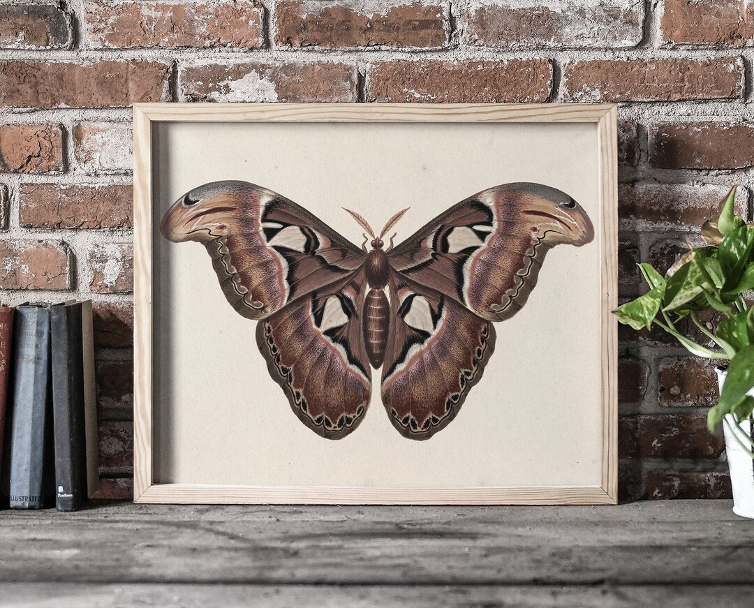 Vintage Moth Print | Victorian Entomology Illustration | Moth Wall Art ...