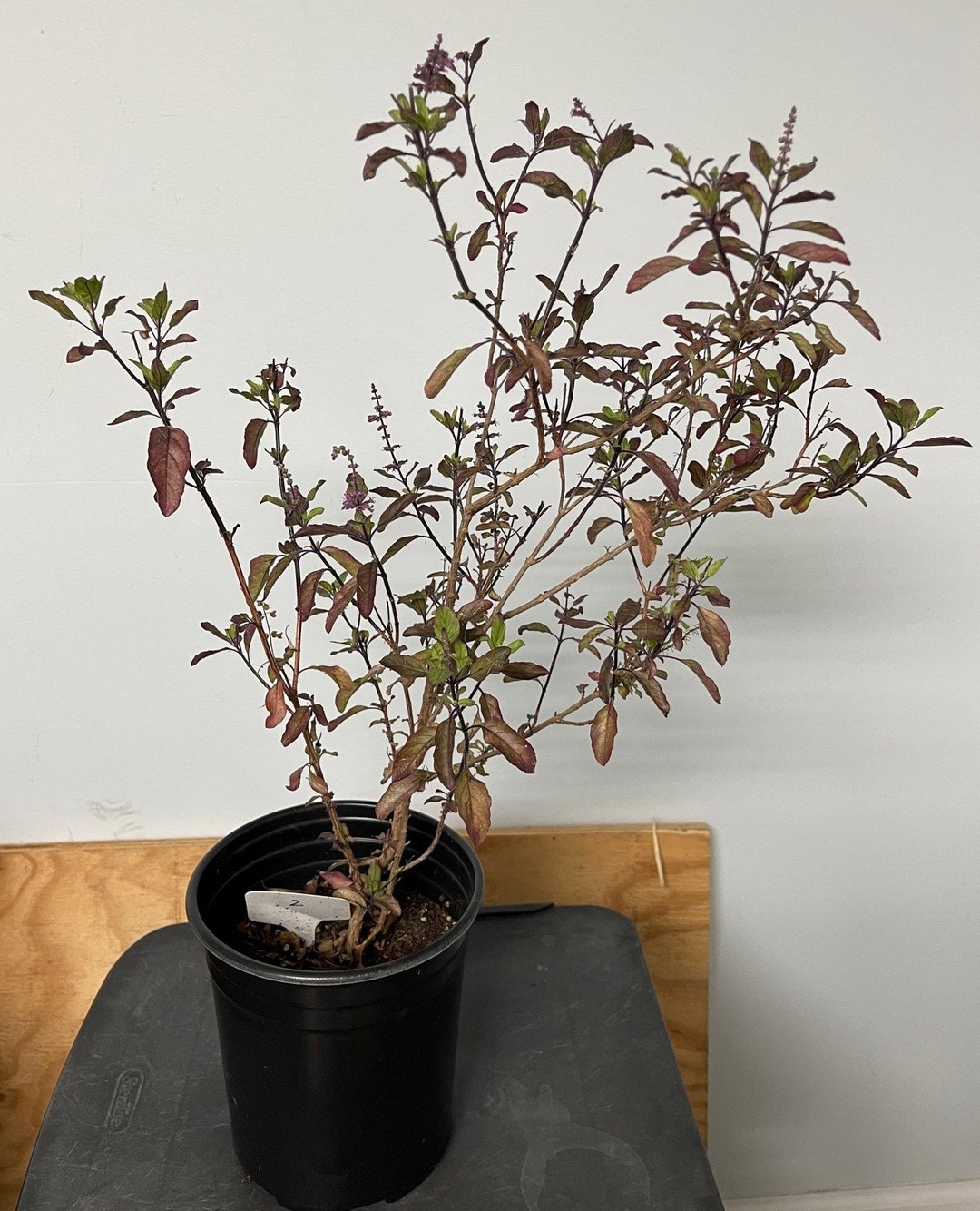 Beautiful Holy Basil/krishna Tulsi Plant HB2 - Etsy