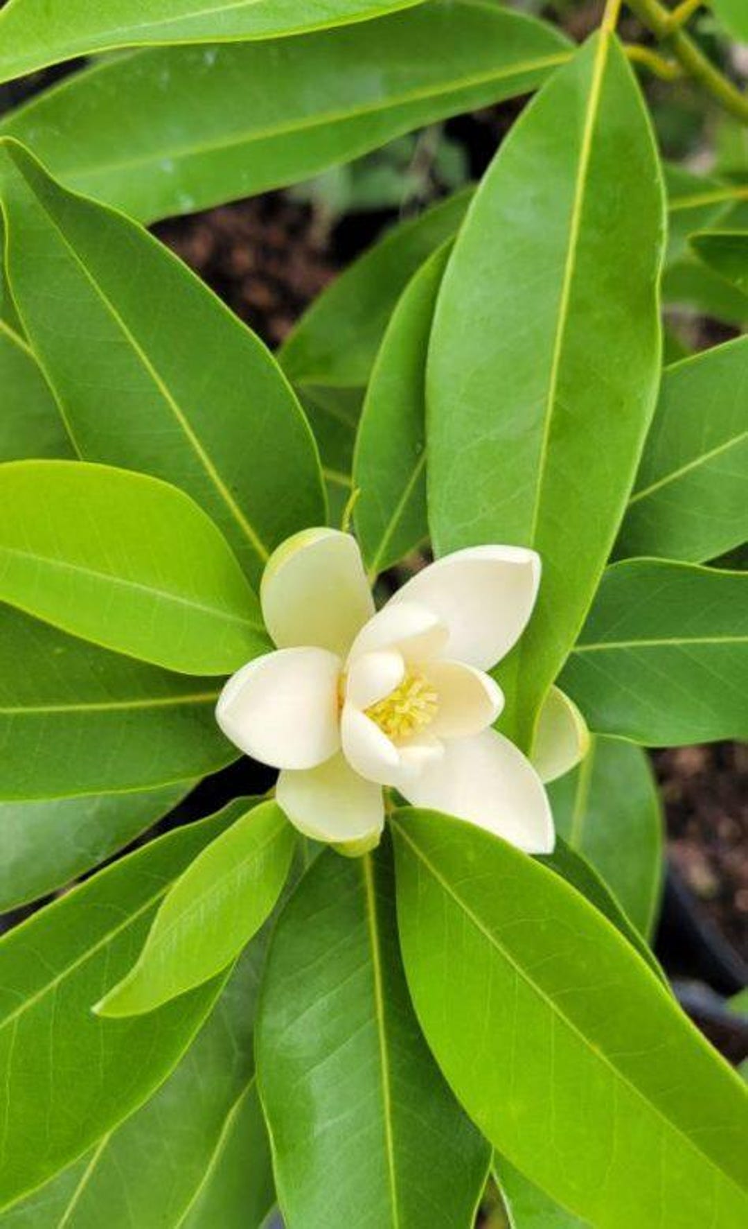 Sweet Bay Magnolia. 10 Plants - Etsy