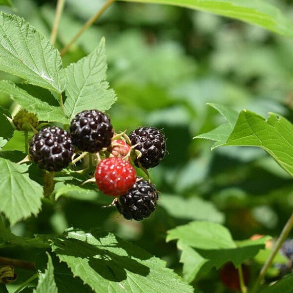 Black Raspberry - Etsy