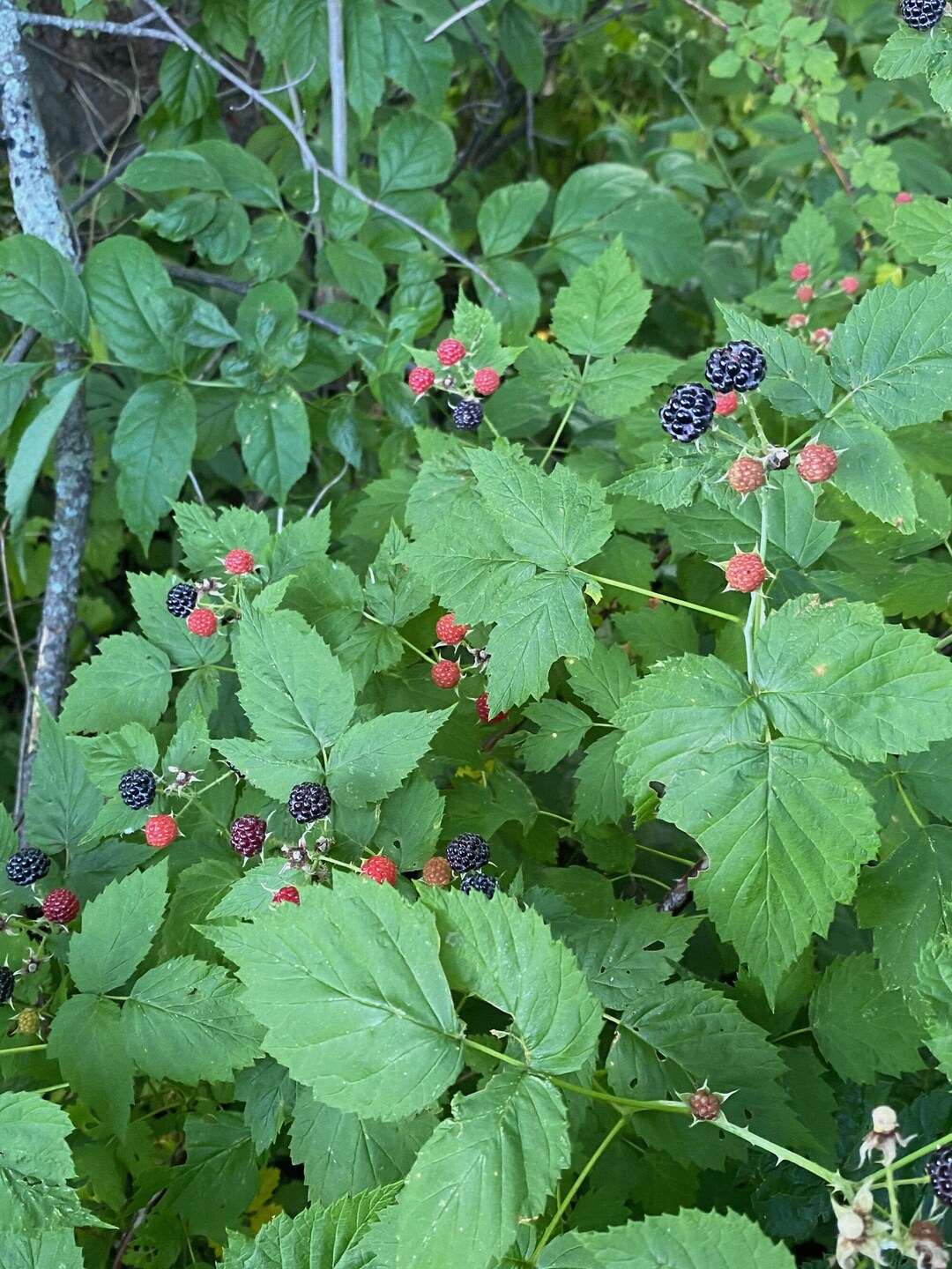 Black Raspberry Plants 50 Plants - Etsy