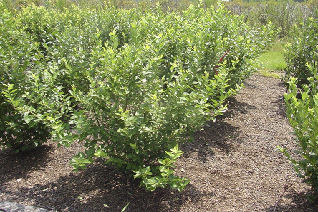 Southern Highbush Blueberry 50 Plants - Etsy