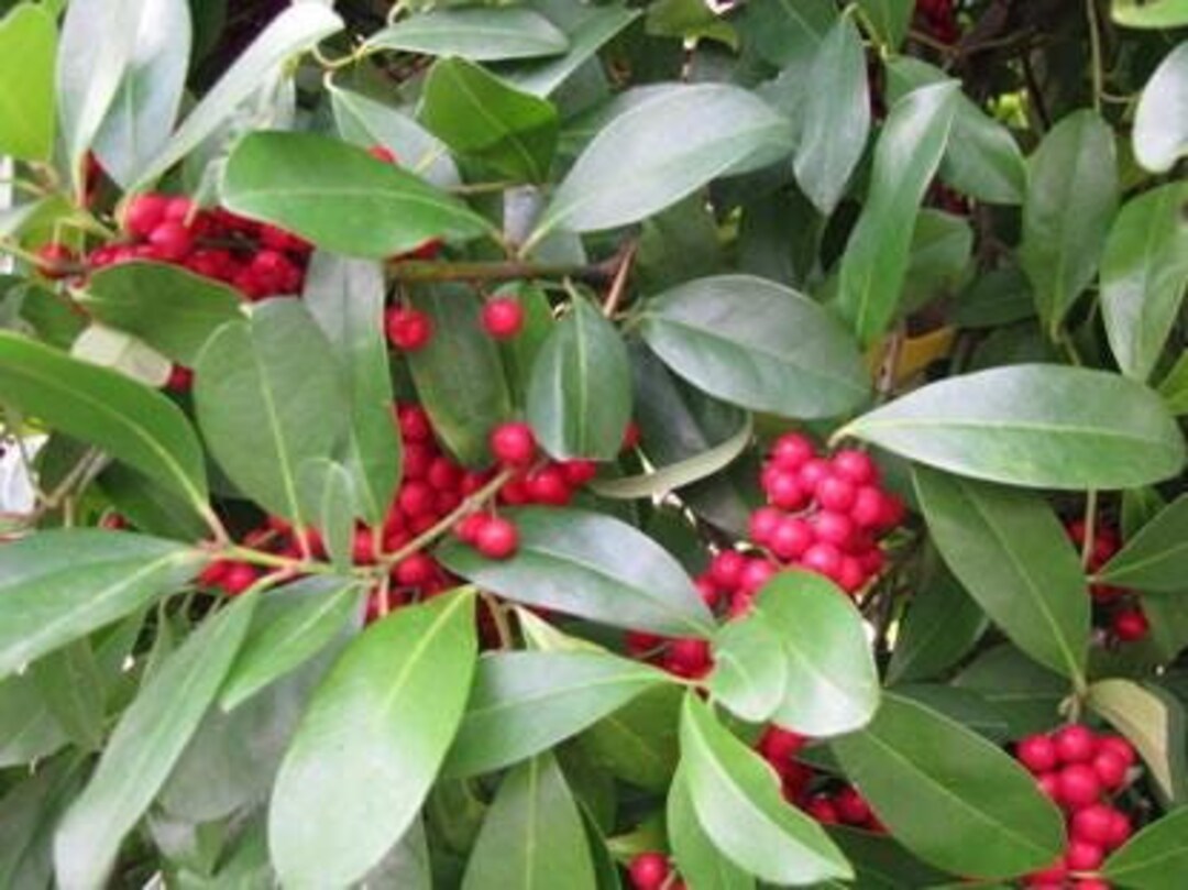 Dahoon Holly 6 24 Plants - Etsy