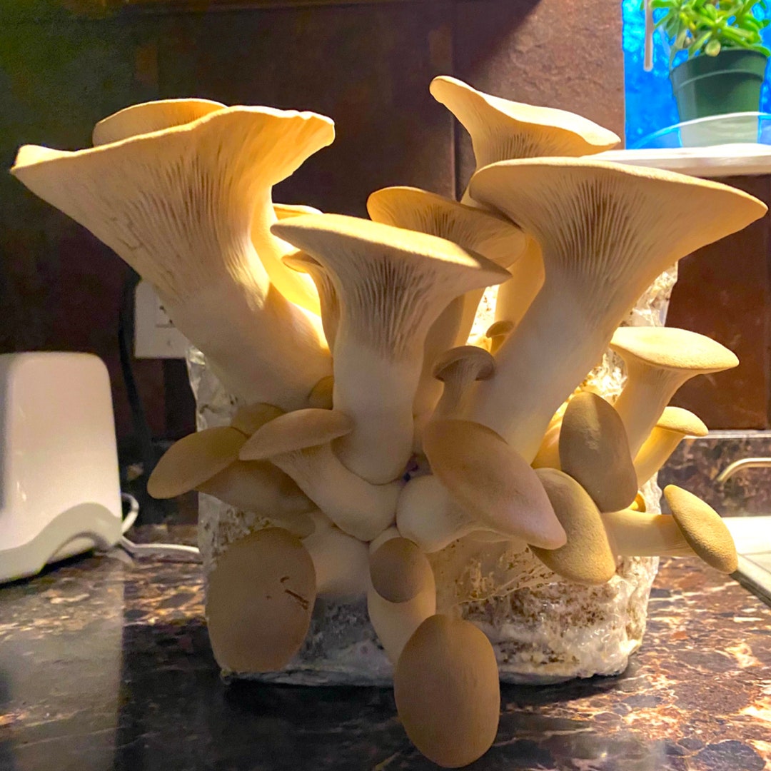 King Oyster Mushroom Grow Kit Pleurotus Eryngii 4 Pounds Etsy