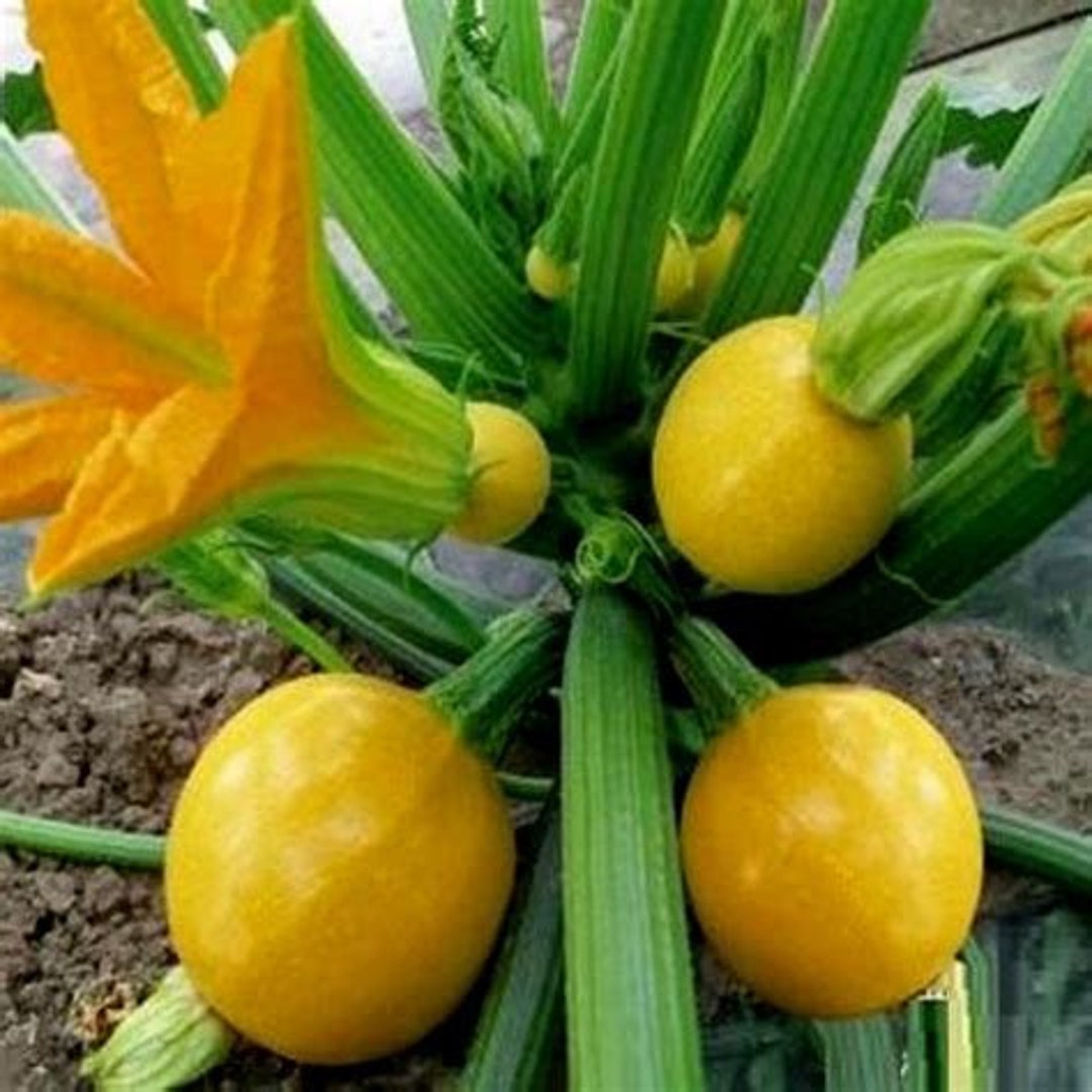 Yellow Round Summer Squash 15 Seeds - Etsy Canada