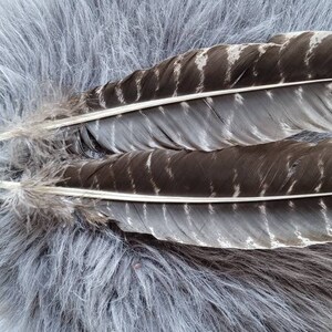 Heritage Turkey Feathers (2 Feathers per Price) - Etsy