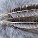 Heritage Turkey Feathers (2 Feathers per Price) - Etsy