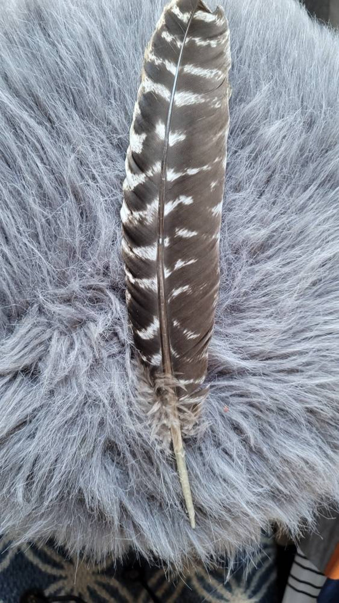 Heritage Turkey Feathers (2 Feathers per Price) - Etsy
