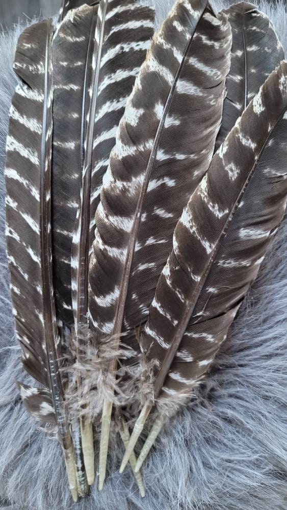 Heritage Turkey Feathers (2 Feathers per Price) - Etsy