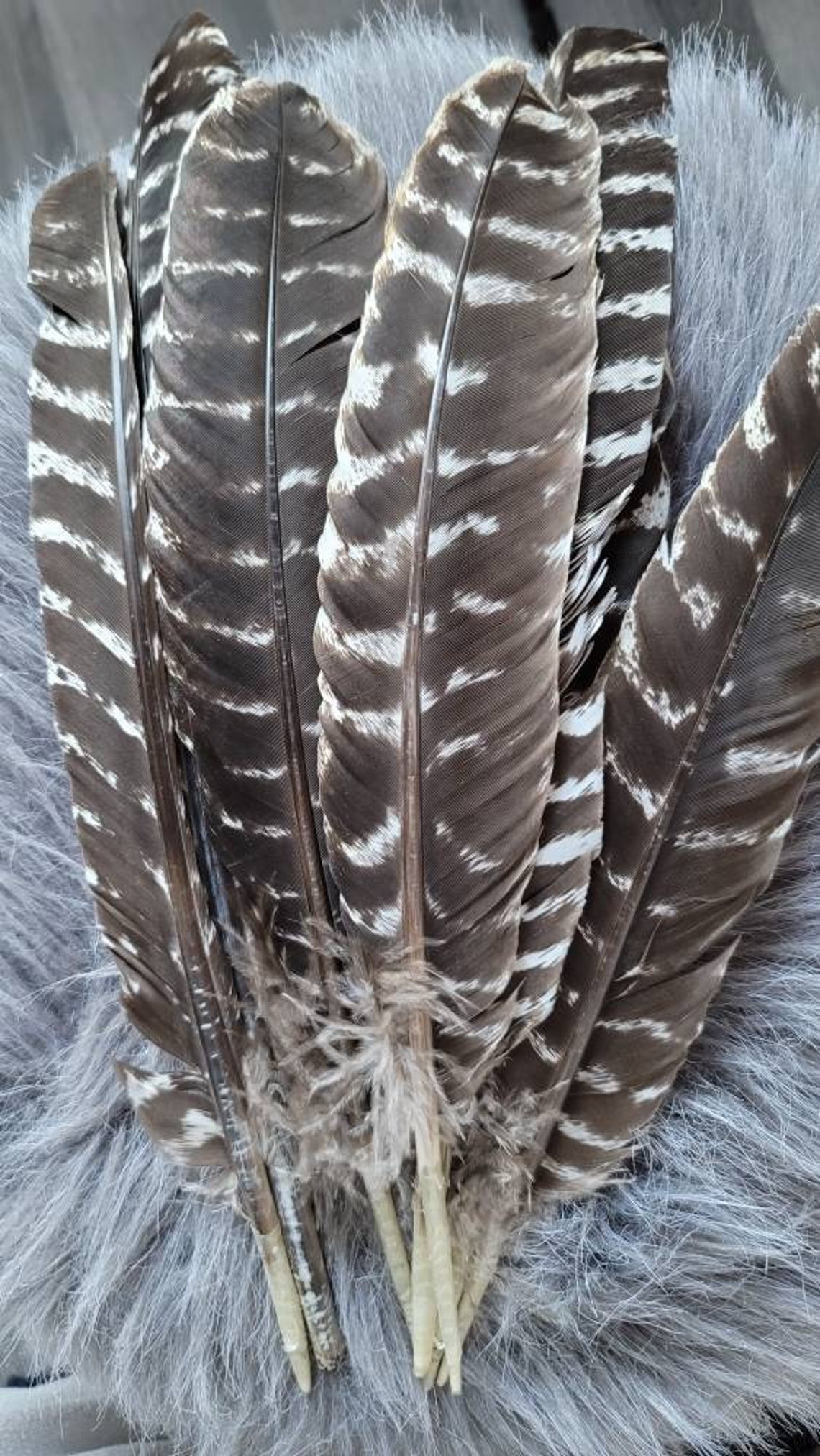 Heritage Turkey Feathers (2 Feathers per Price) - Etsy