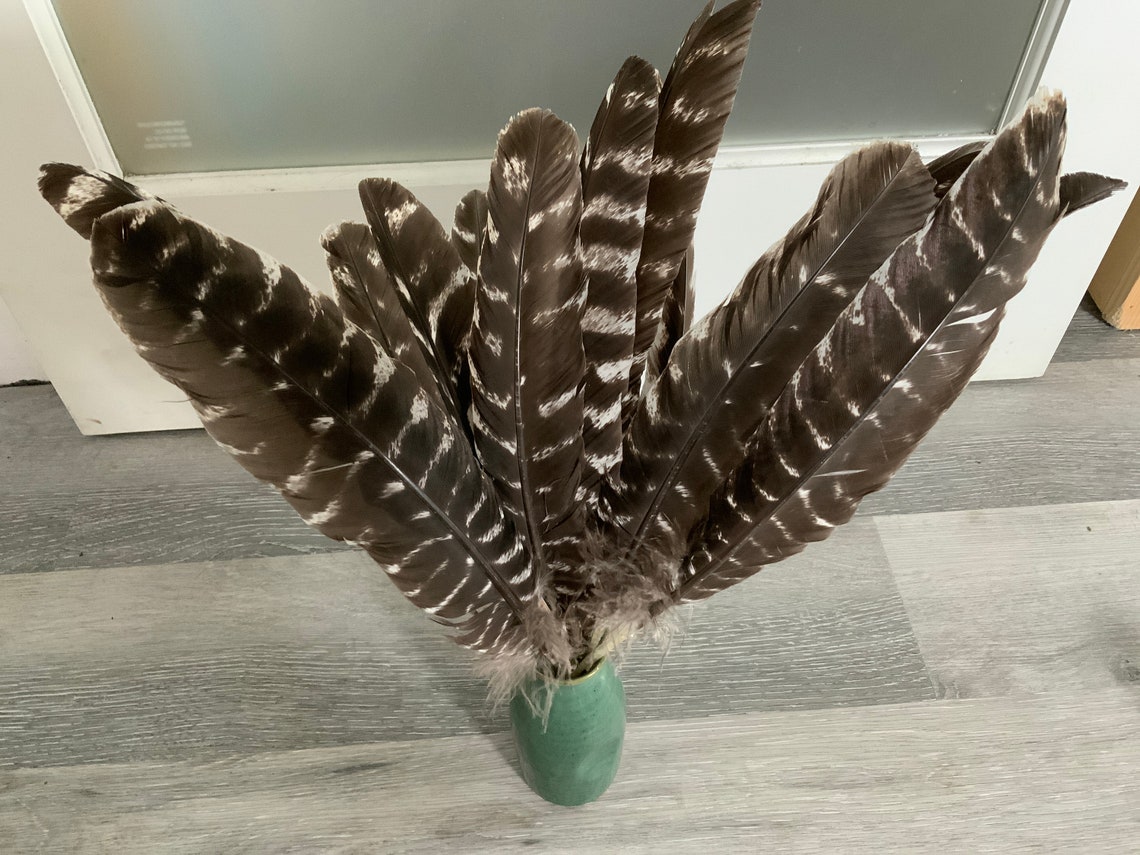Heritage Turkey Feathers (2 Feathers per Price) - Etsy