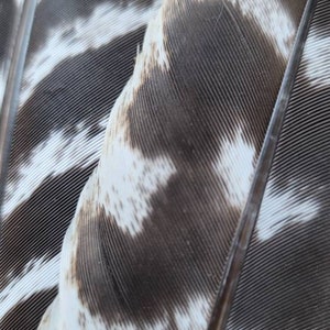 Heritage Turkey Feathers (2 Feathers per Price) - Etsy