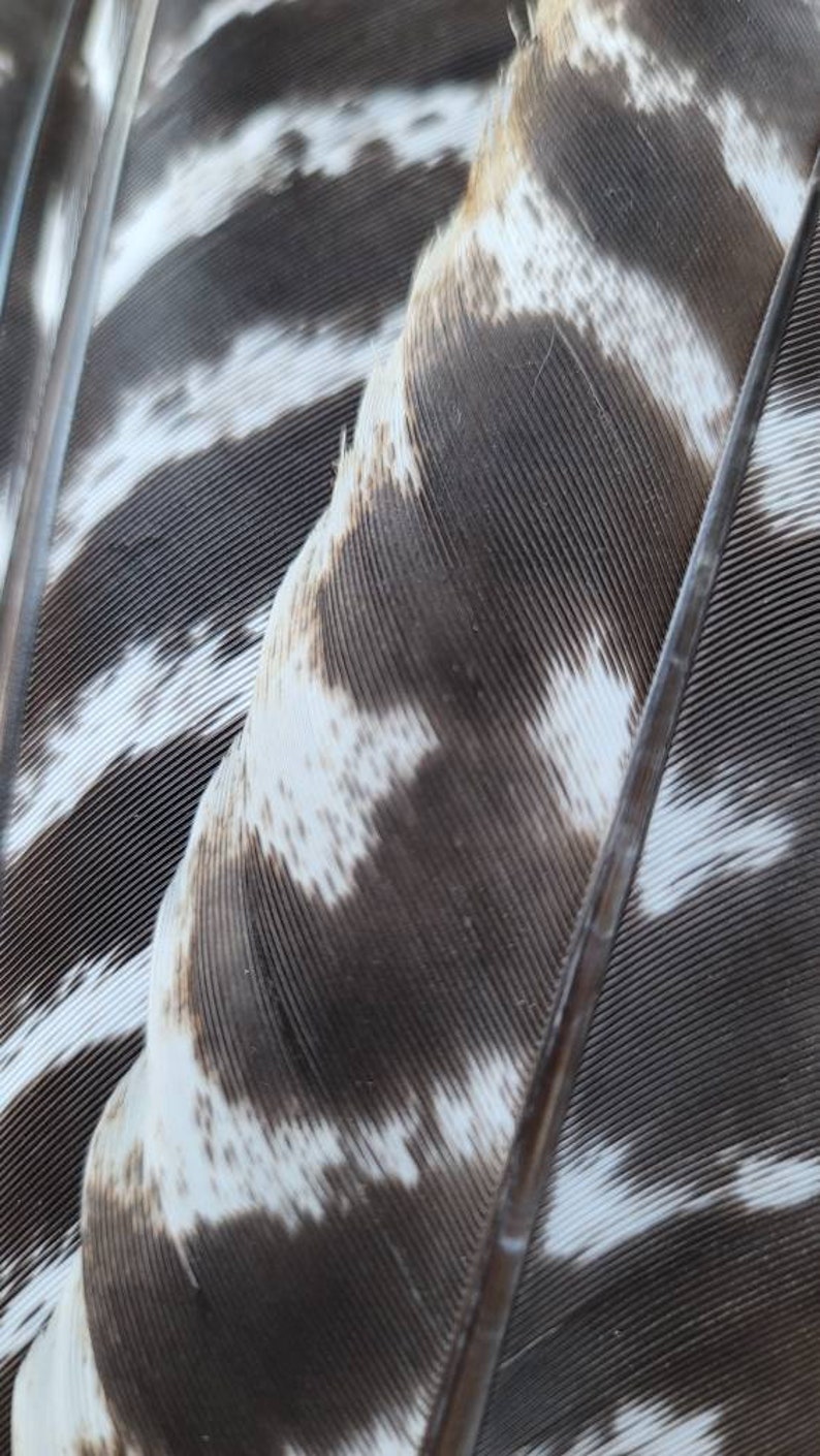 Heritage Turkey Feathers (2 Feathers per Price) - Etsy