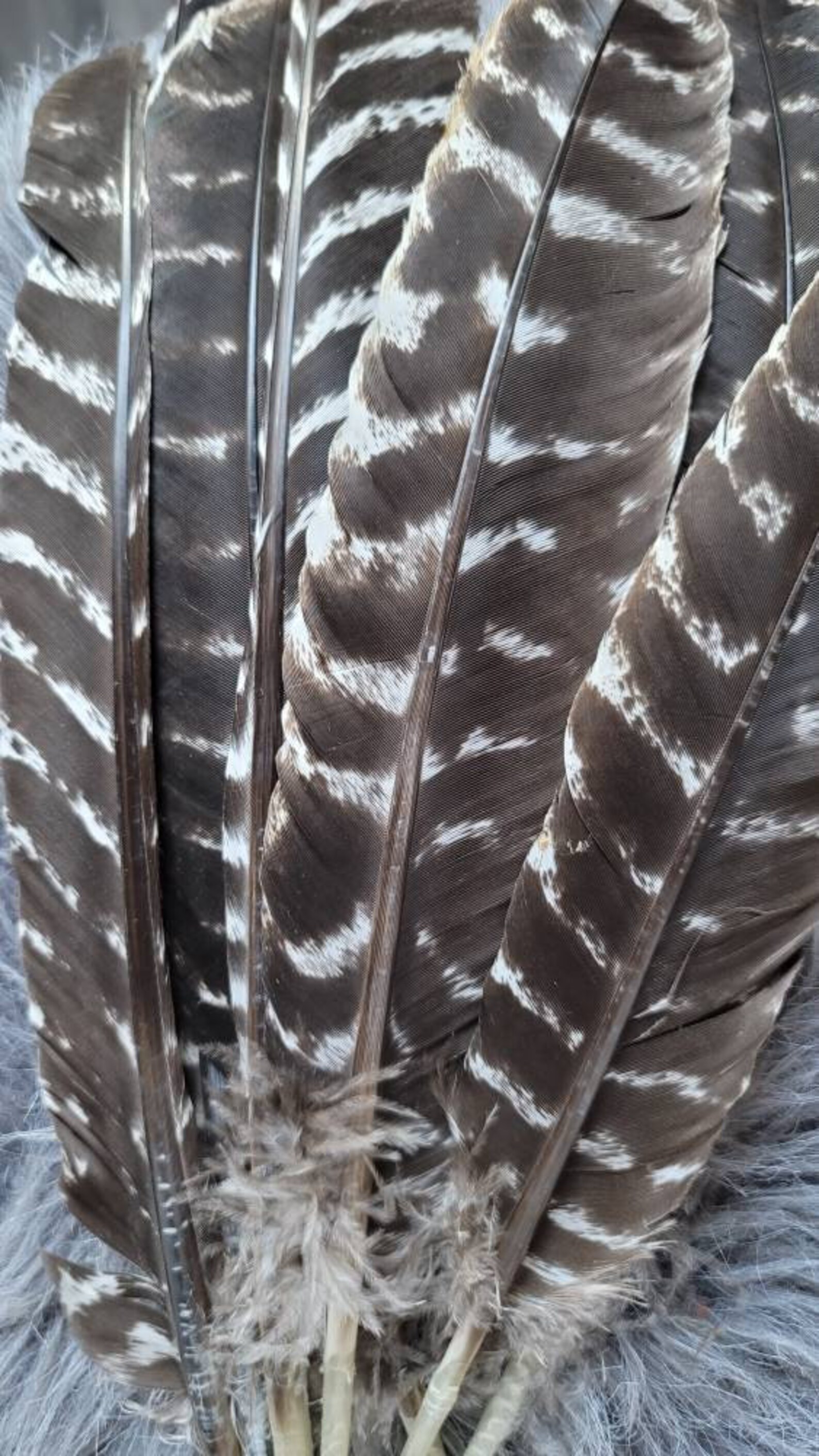 Heritage Turkey Feathers (2 Feathers per Price) - Etsy