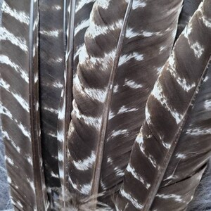 Heritage Turkey Feathers (2 Feathers per Price) - Etsy