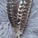 Heritage Turkey Feathers (2 Feathers per Price) - Etsy
