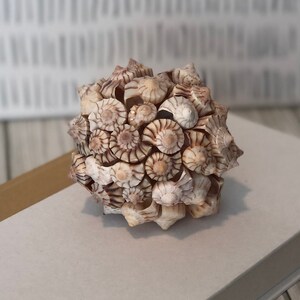 Natural Ornamental Shell Ball, Lightening Whelks, Vase Filler Decor ...