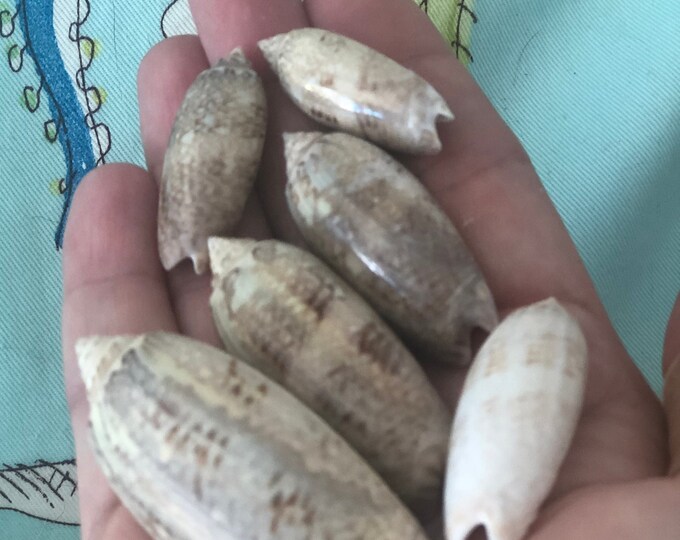 Natural Florida Olive Shell 1 EA, Craft Shells, Real Seashells ...