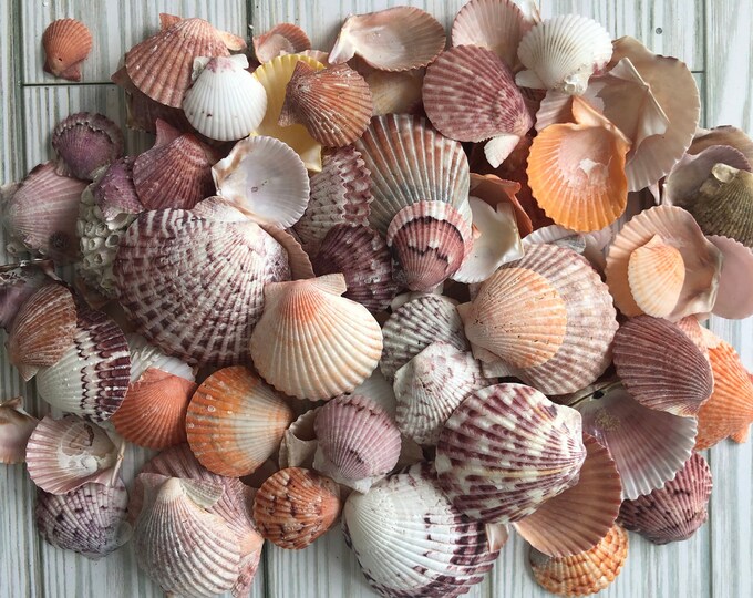 Scallop Shells for Crafting, Colorful Shells for Art, Florida Seashells ...