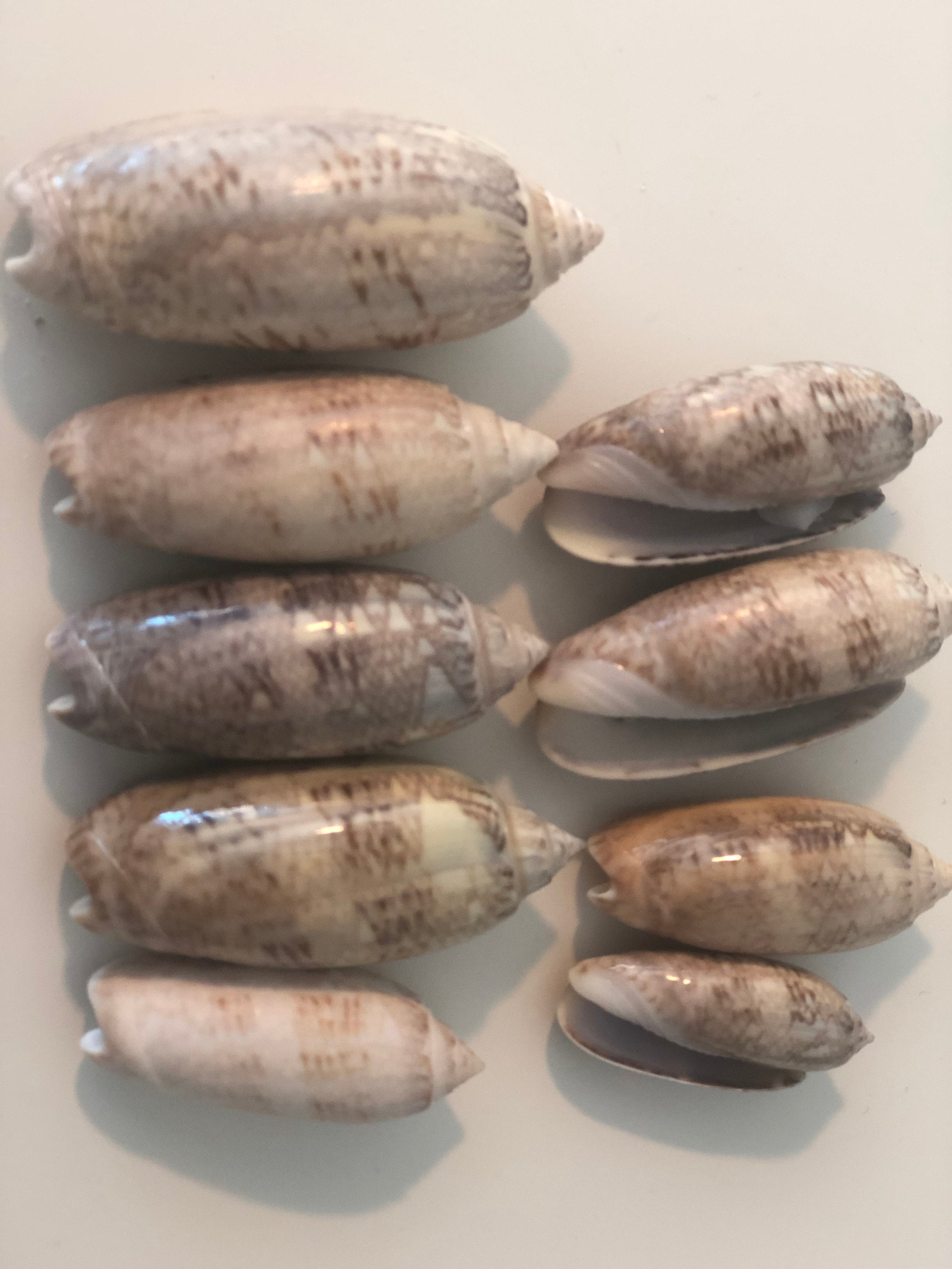 Natural Florida Olive Shell 1 EA Craft Shells Real - Etsy