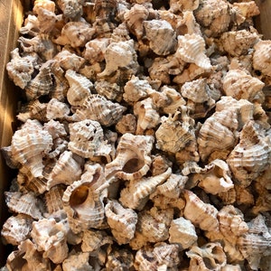 Natural Florida Apple Murex Shell 1 EA, Craft Shells, Real Seashells ...