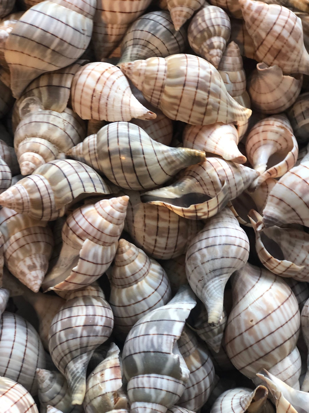 Natural Florida Banded Tulip Shell 1 EA, Craft Shells, Real Seashells ...