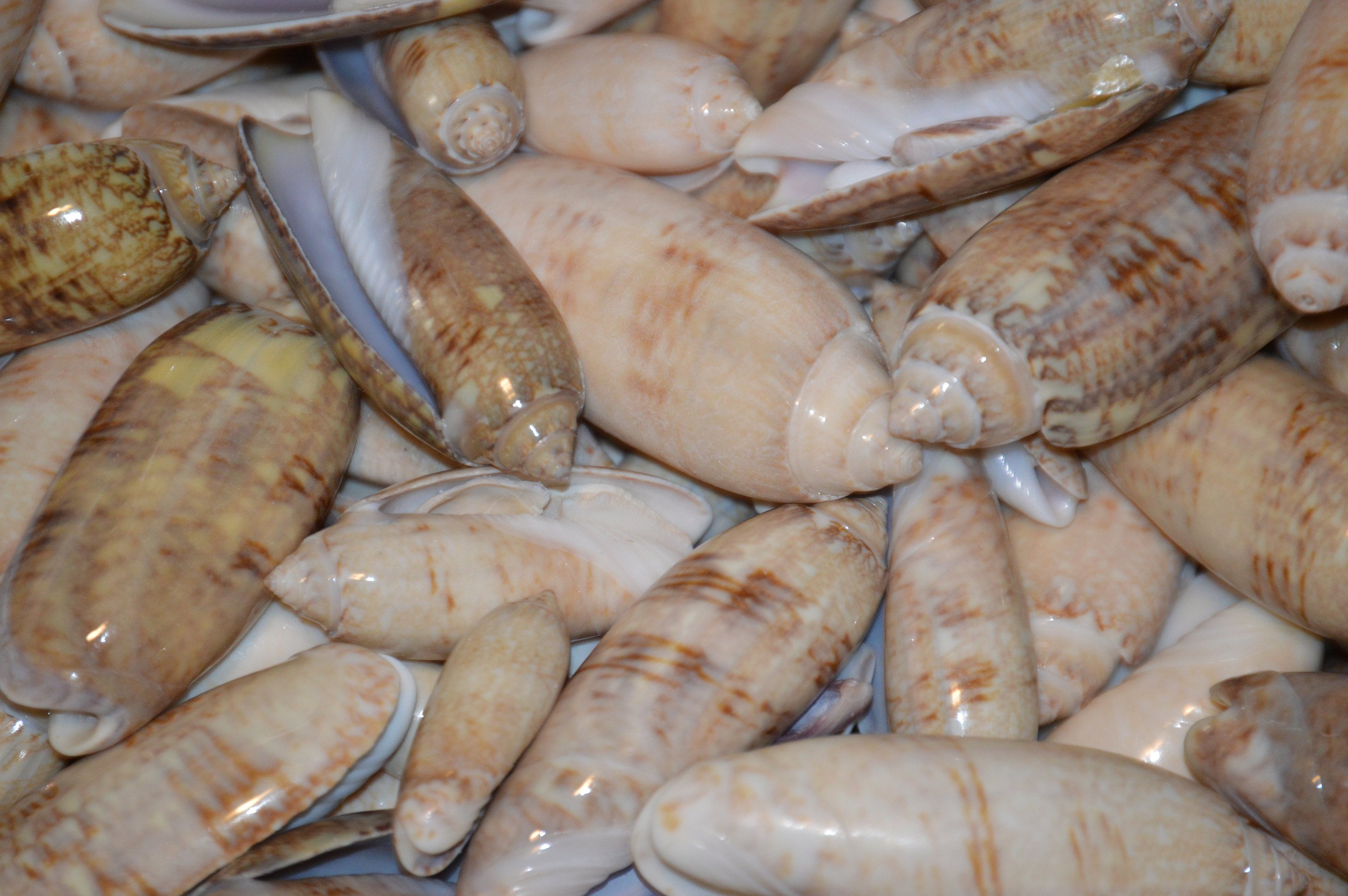 Natural Florida Olive Shell 1 EA Craft Shells Real - Etsy