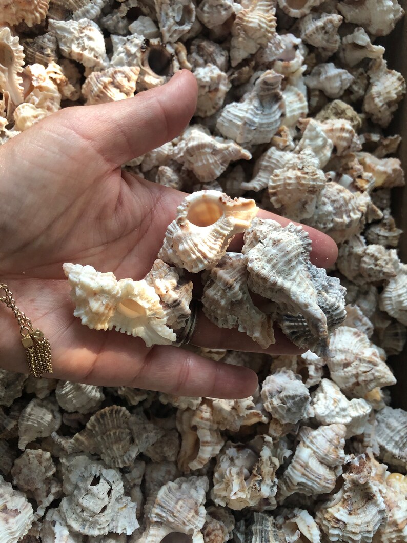 Natural Florida Apple Murex Shell 1 EA Craft Shells Real - Etsy