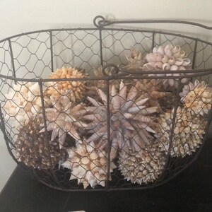 Natural Seashell Balls, Vase Filler Decor, Coastal Art, Beach House ...