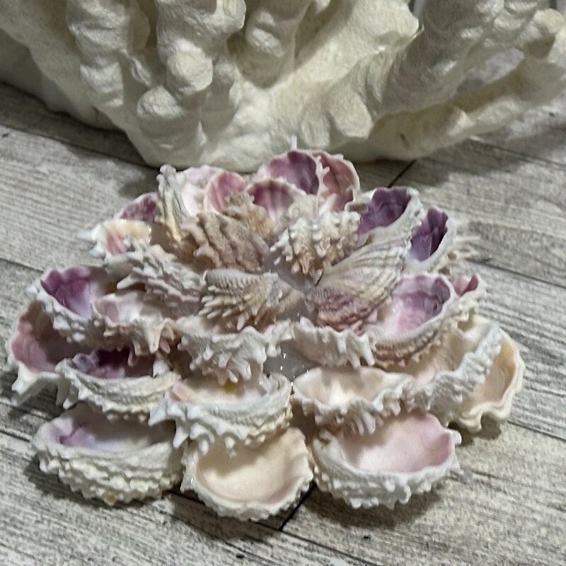 Seashell Flower - Etsy
