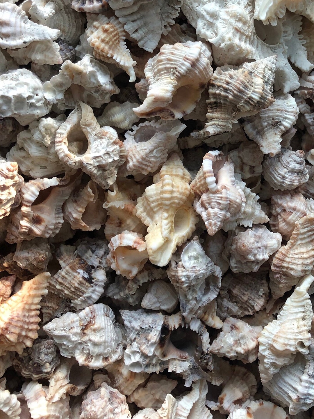 Natural Florida Apple Murex Shell 1 EA, Craft Shells, Real Seashells ...