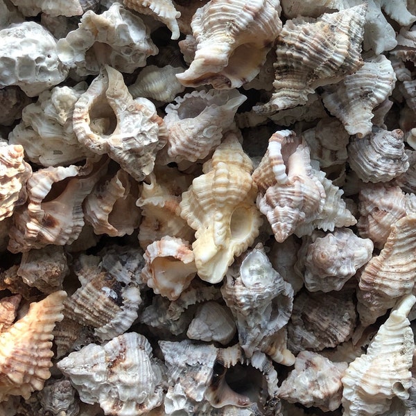 Murex Shell - Etsy