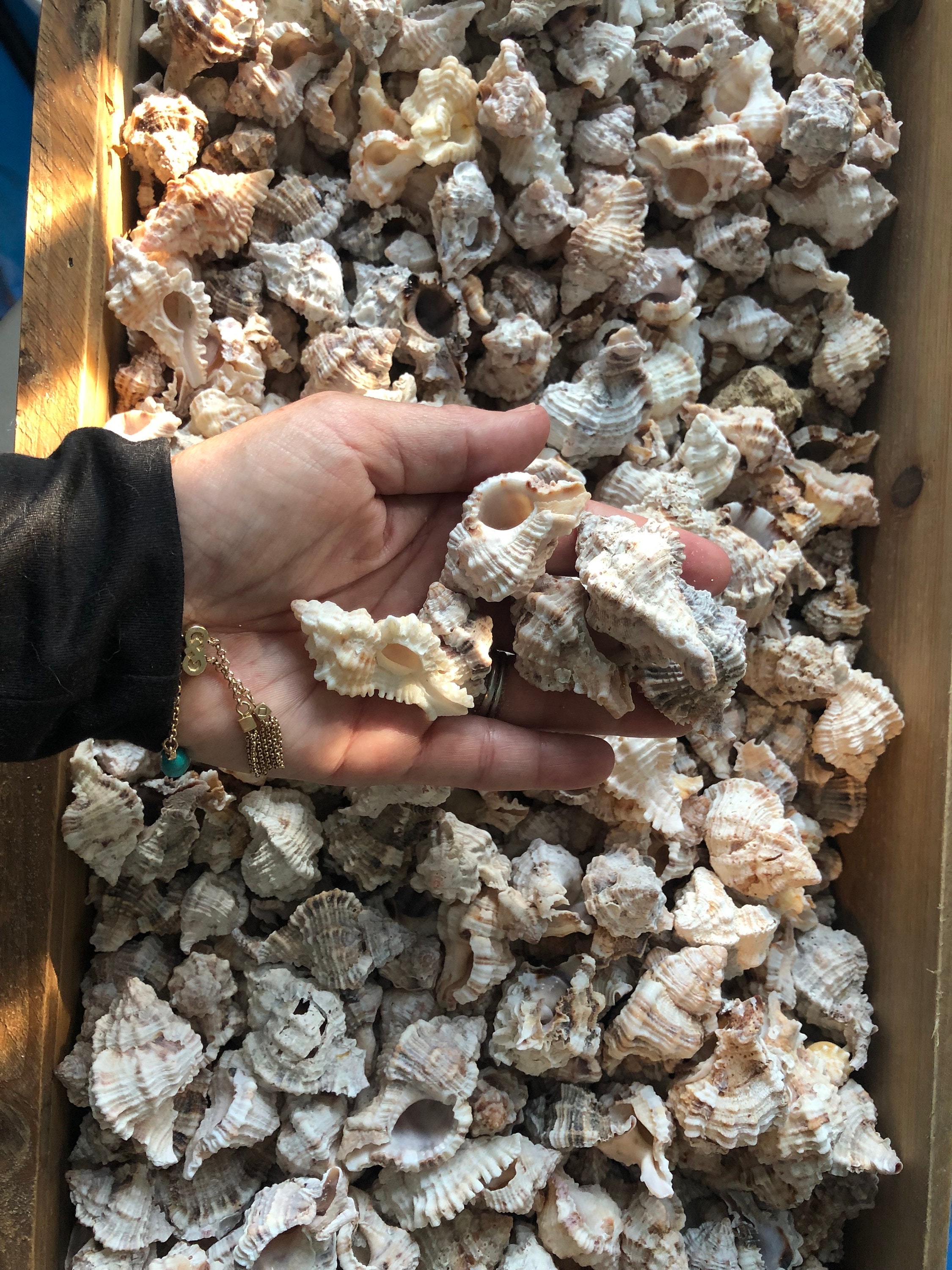 Natural Florida Apple Murex Shell 1 EA Craft Shells Real - Etsy