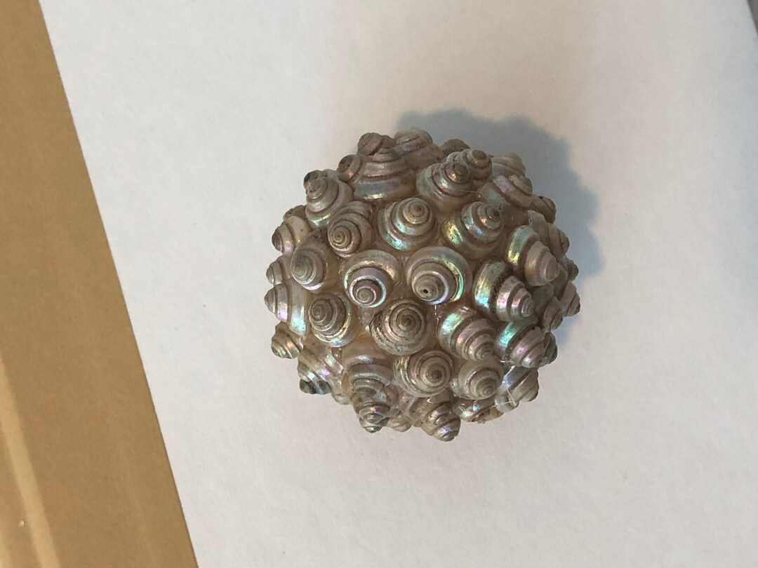 Natural Ornamental Seashell Balls, Coastal Decor, Vase Filler Decor ...