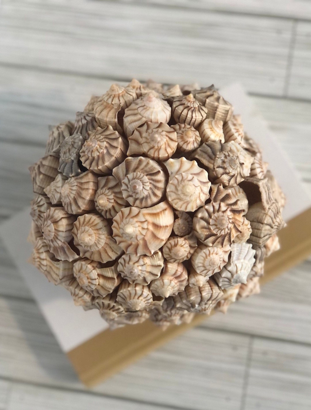 Natural Ornamental Shell Ball, Lightening Whelks, Vase Filler Decor ...