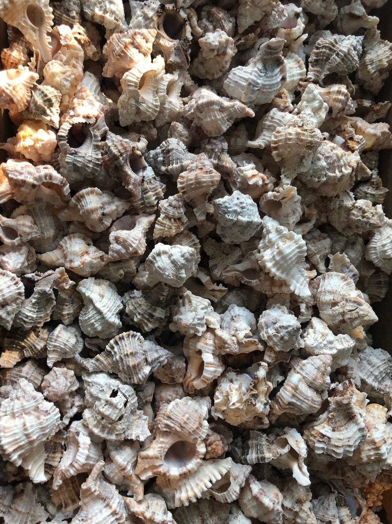 Natural Florida Apple Murex Shell 1 EA Craft Shells Real - Etsy