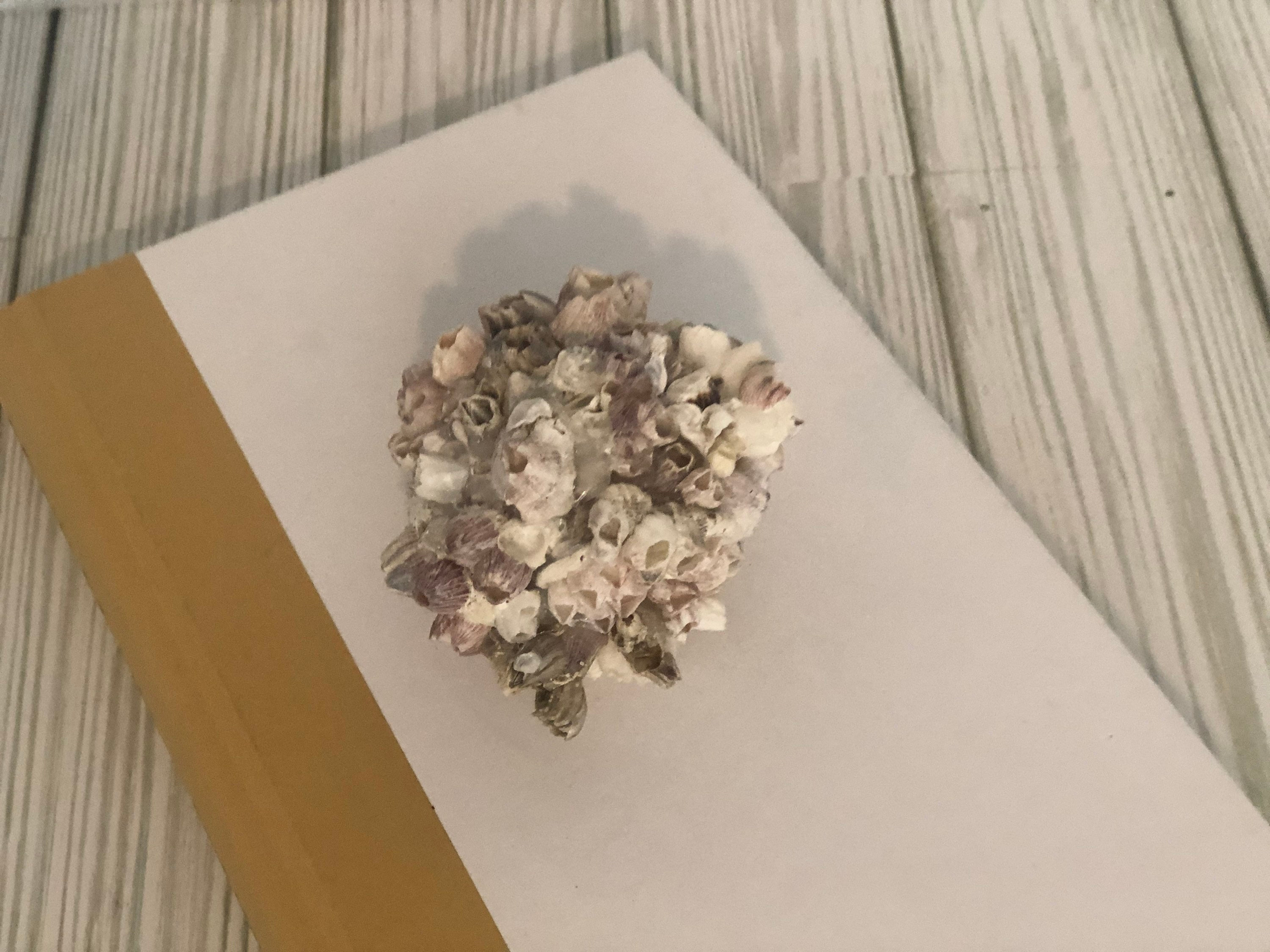 Natural Seashell Balls Barnacle Cluster Vase Filler Decor - Etsy