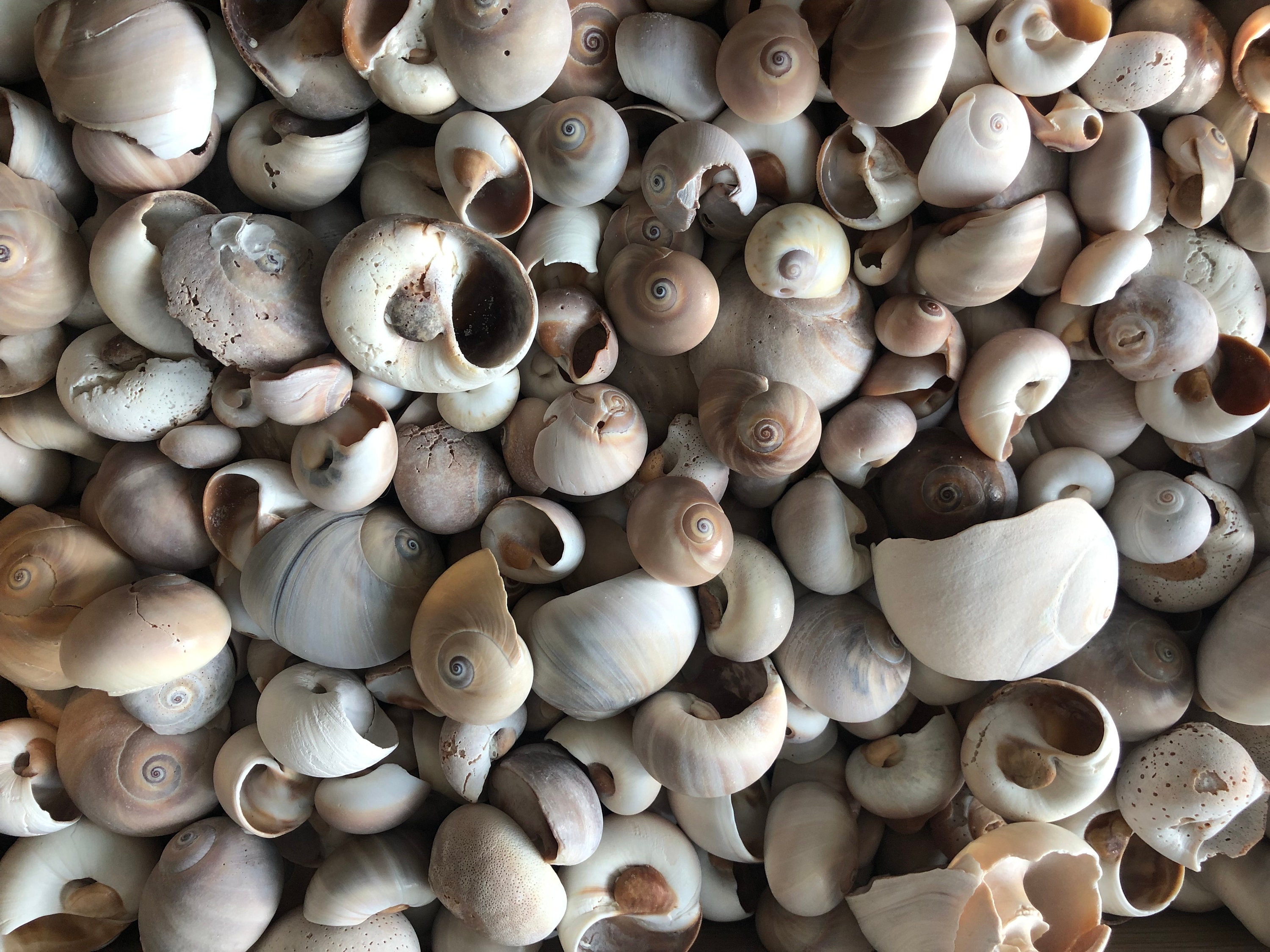 Bulk Moon Shell for Crafting Shark Eye Natural Seashells - Etsy